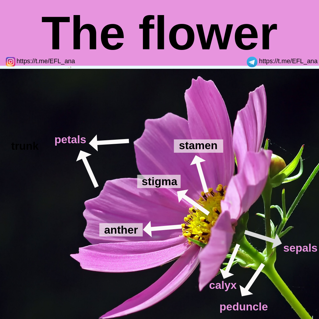 CPI Tino Grand o Bilingual Sections Parts Of The Flower CPI Tino Grand o Bilingual Sections Parts Of The Flower