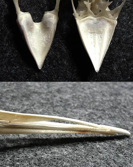 Bones 'n Nature: Bird Beaks
