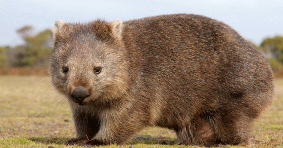 DIVE INTO SECOND GRADE: ANIMALS FROM OCEANIA - STORYTIME