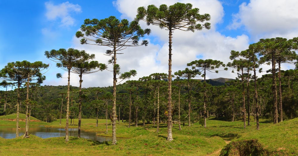 AGRICULTURA NO BRASIL: Taxonomia e Descrição das espécies de Araucária