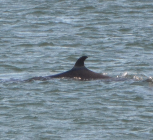 Flower Hill Farm: Glimpses From The Edge - A Wildlife Sanctuary - Cape ...