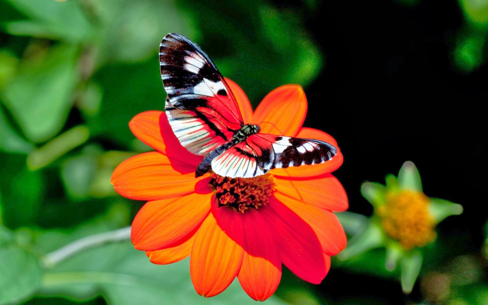 KATHARSIS VERBINESCU: Mi-a spus Fluturele Roşu