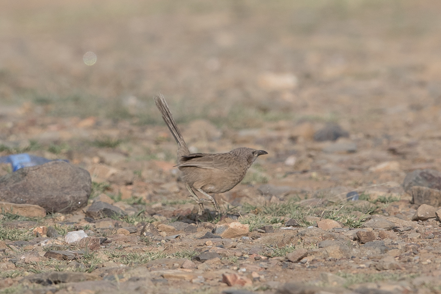 Birds of Saudi Arabia: Birding in the mountains - Abha