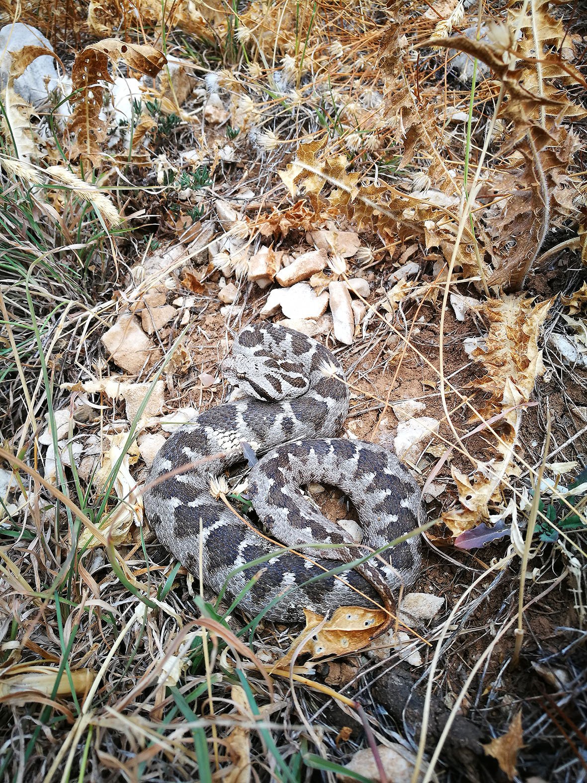 Species New to Science: [Herpetology • 2019] Montivipera xanthina ...