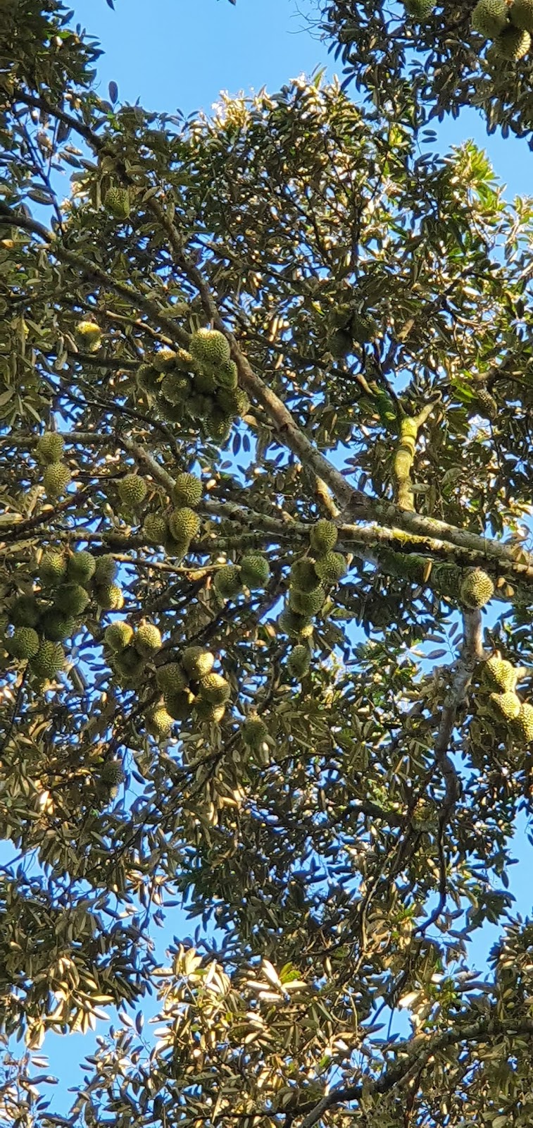 Warisan Petani: Pokok Durian Kampung
