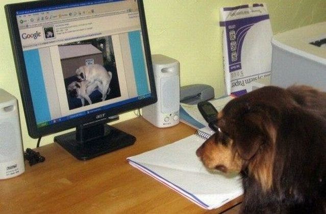 mdolla: these funny animals