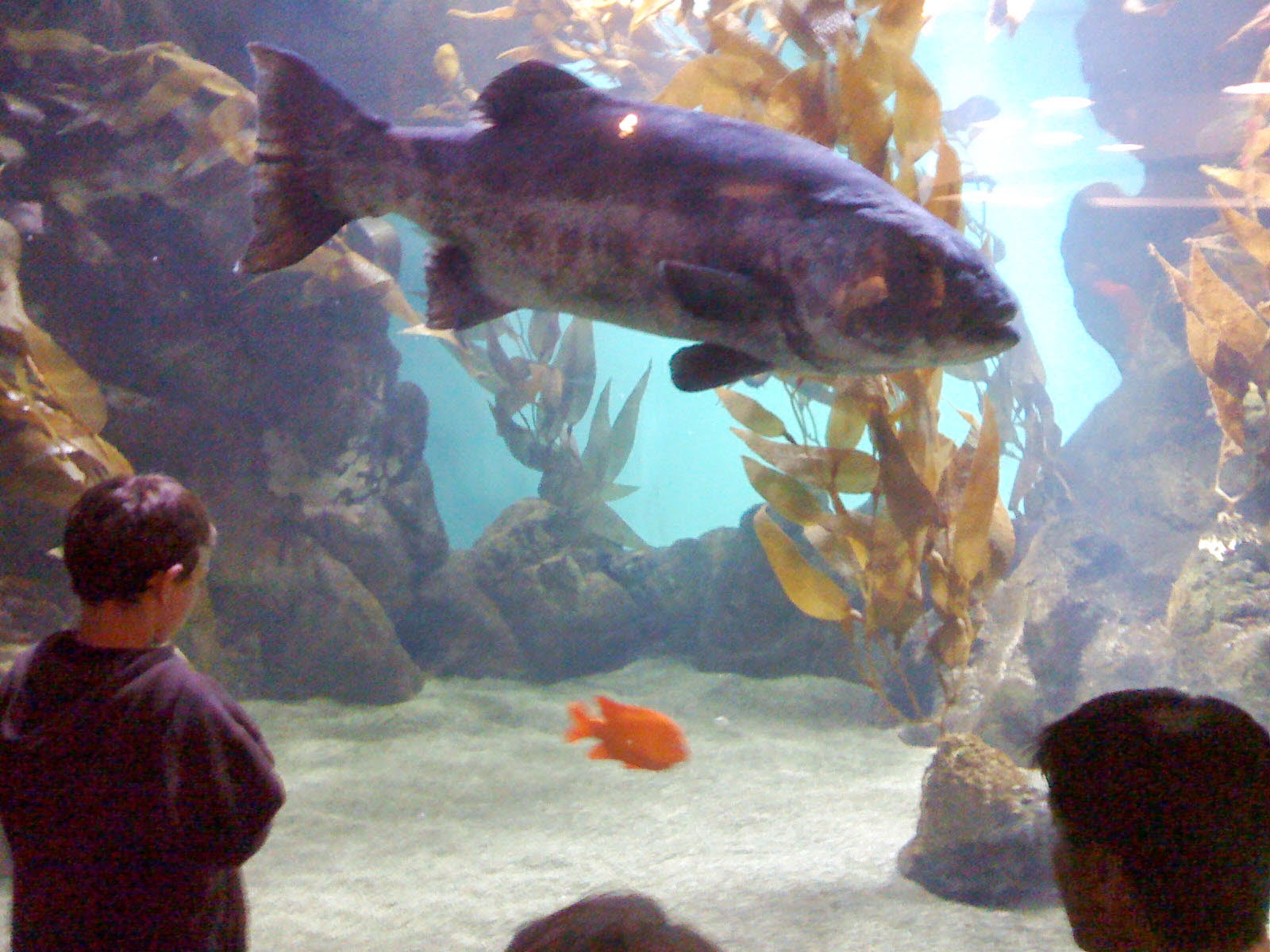 Hunting and Fishing: Impressive incredible fish fishing giant Goliath ...