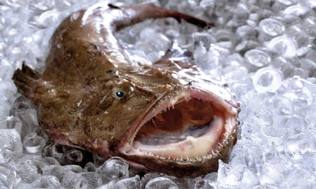 Monkfish - Fishes World - HD Images & Free Photos