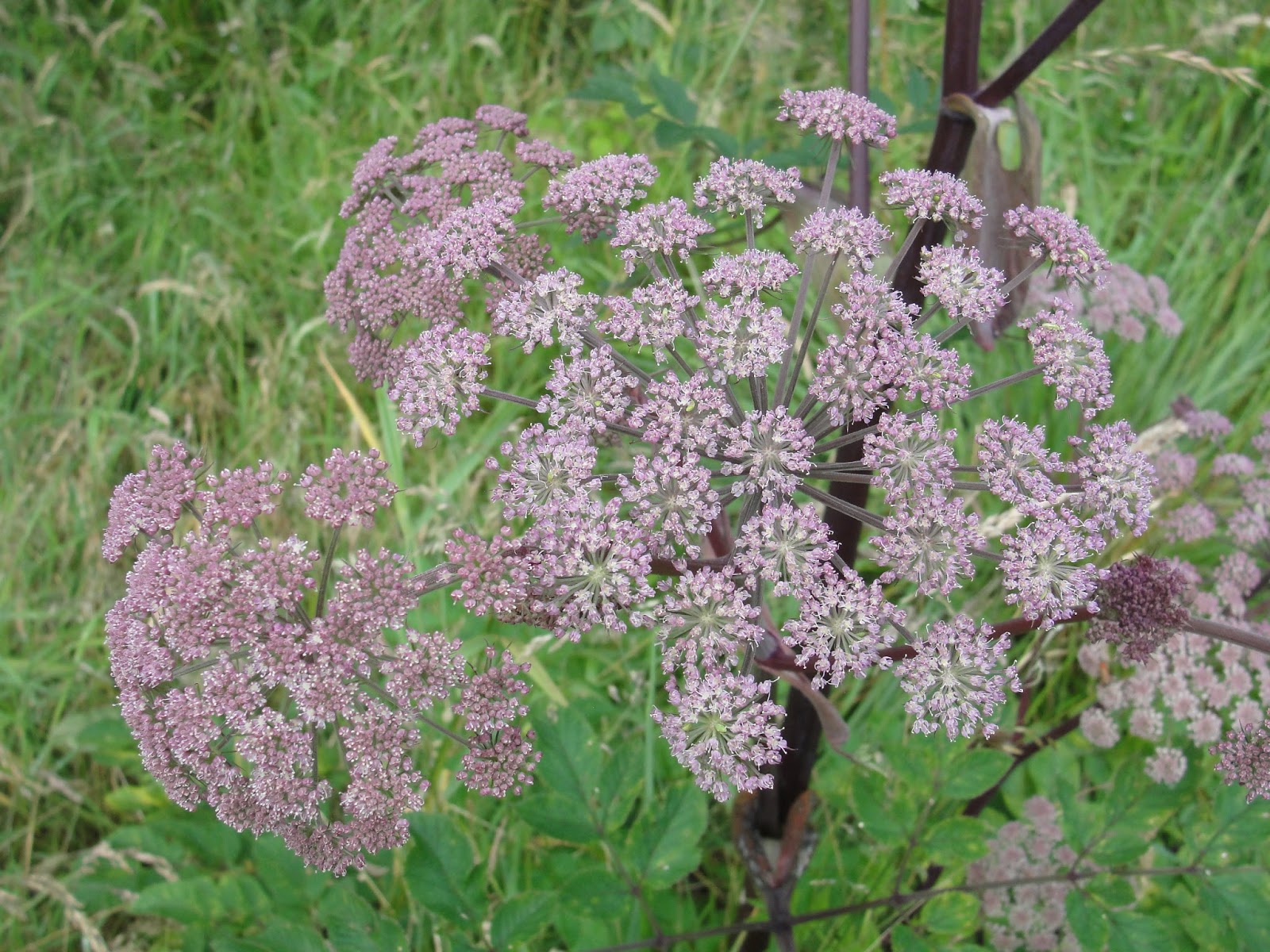 The Outdoor Traditionalist : Spring/ Summer umbellifers