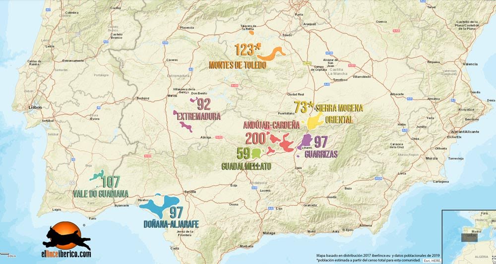 Amantes de la ornitología: El lince ibérico en Extremadura ...