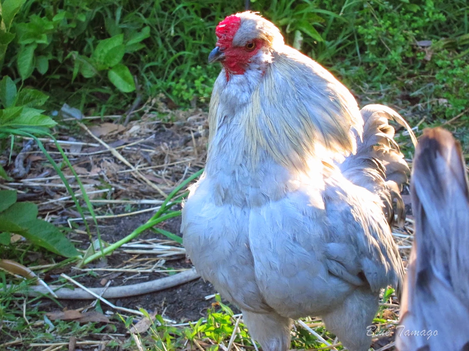 Rooster behaviour before a fight