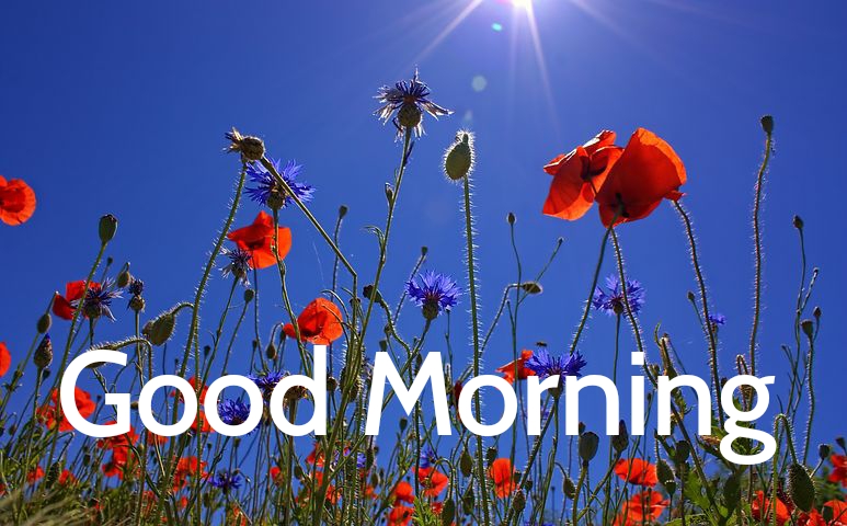 Top 10 Good Morning Images greating Pictures,Photos for Whatsapp - Good ...