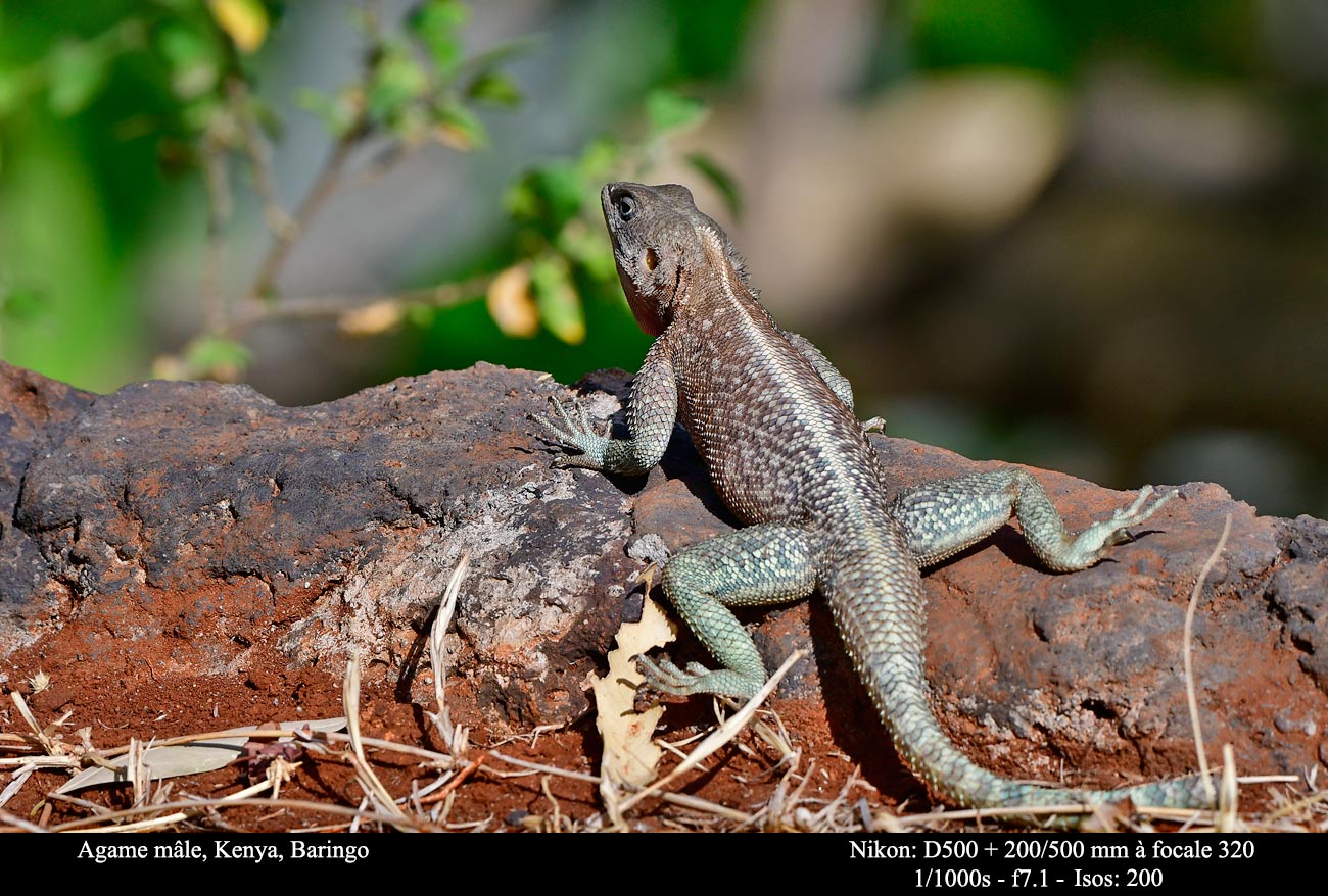 WILDLIFE GATEWAY: Les Agames des colons, ou Margouillat