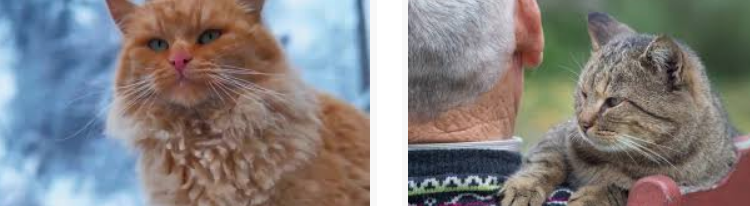 Maybe the cat is happy & Health for your Aging Cat -Retirement cat