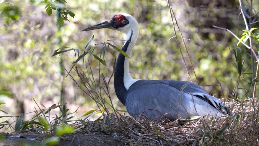 The Zoo Review: Chris and Walnut - a Love Story