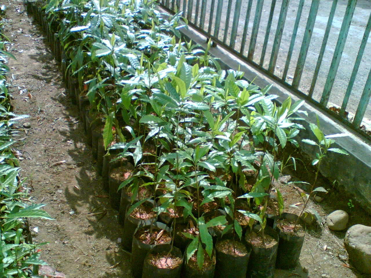 KHASIAT MANFAAT BIJI JENITRI ( GENITRI ): AWAS JENITRI PALSU , KENALI ...