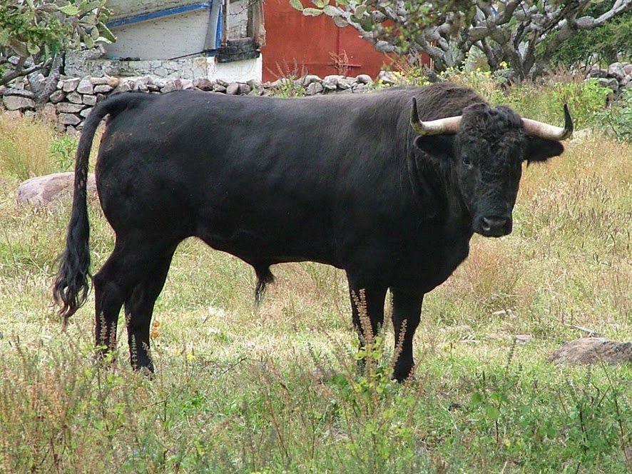 Encastes y castas del toro de lidia: febrero 2016