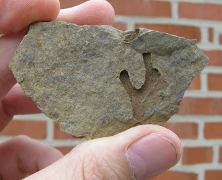 Views of the Mahantango: Reedsville formation roadcut