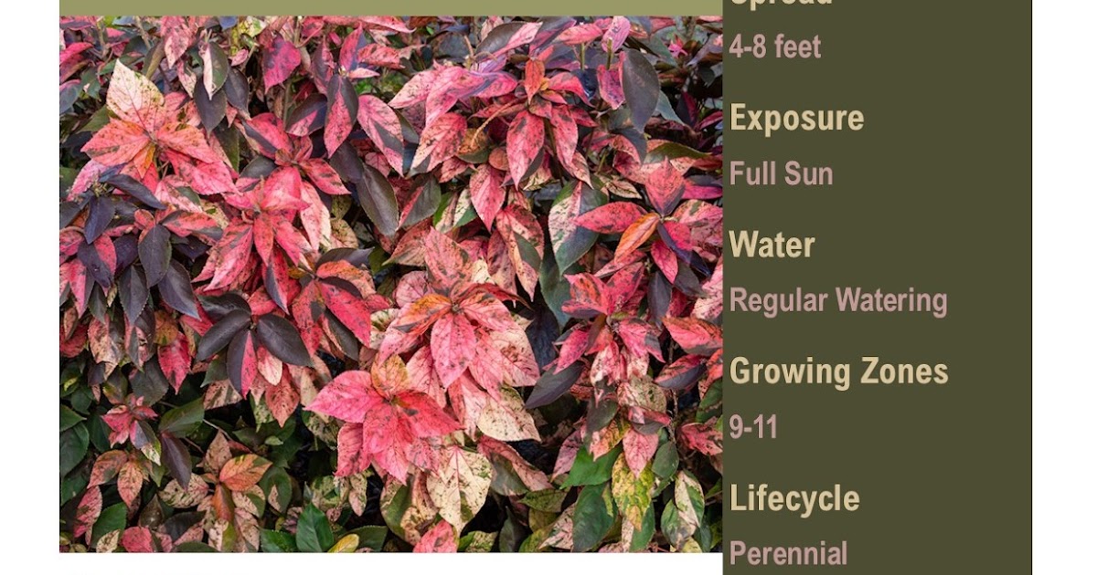 Plant Reference Sheets