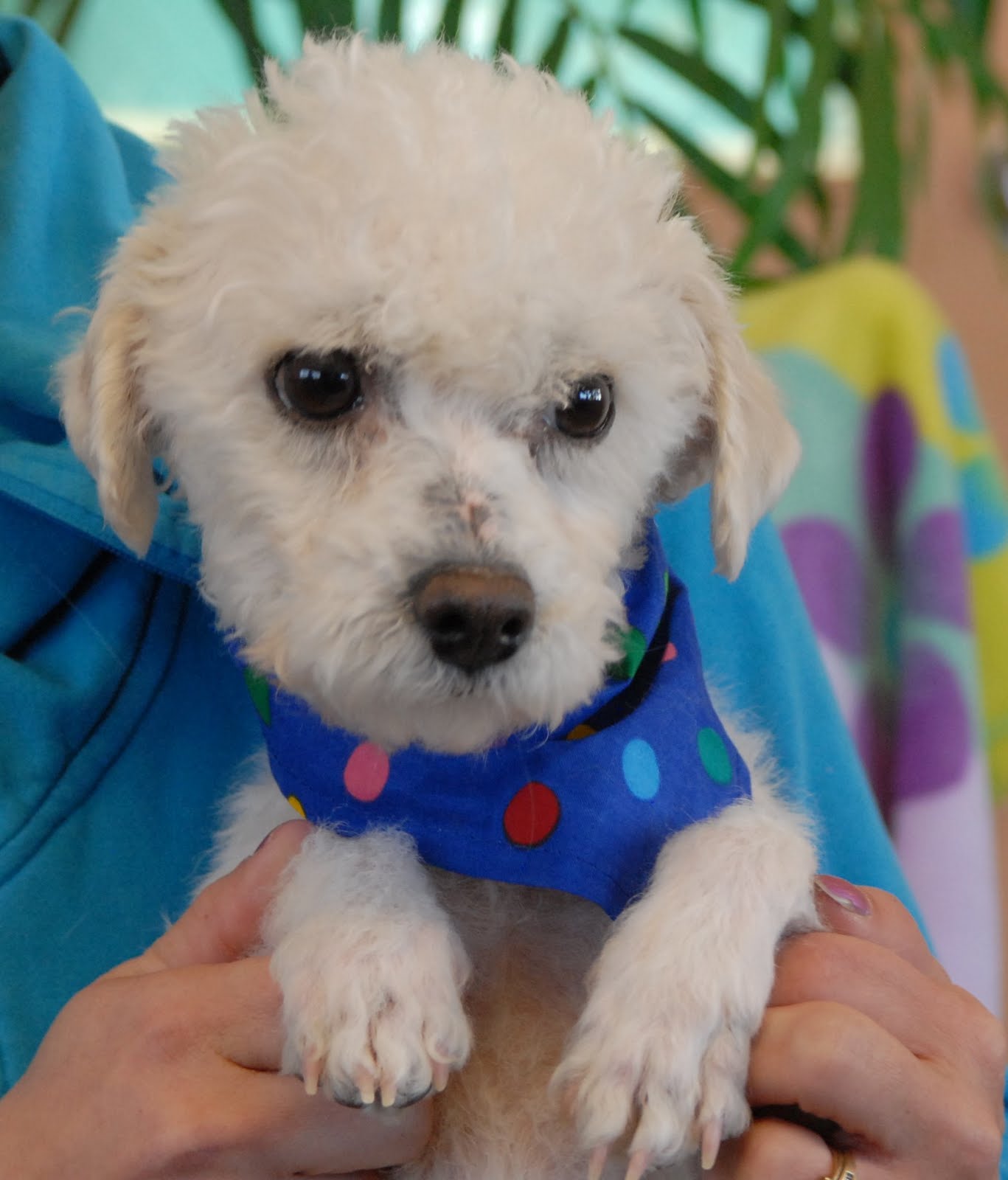 Doogie -- before & after