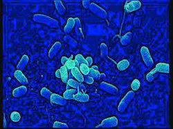 ¿Qué es la QUIMIOSÍNTESIS? + Ejemplos