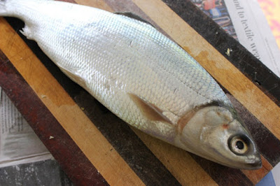 Milkfish Nutrition Benefits for Your Body and Diet | Indonesia Milkfish ...