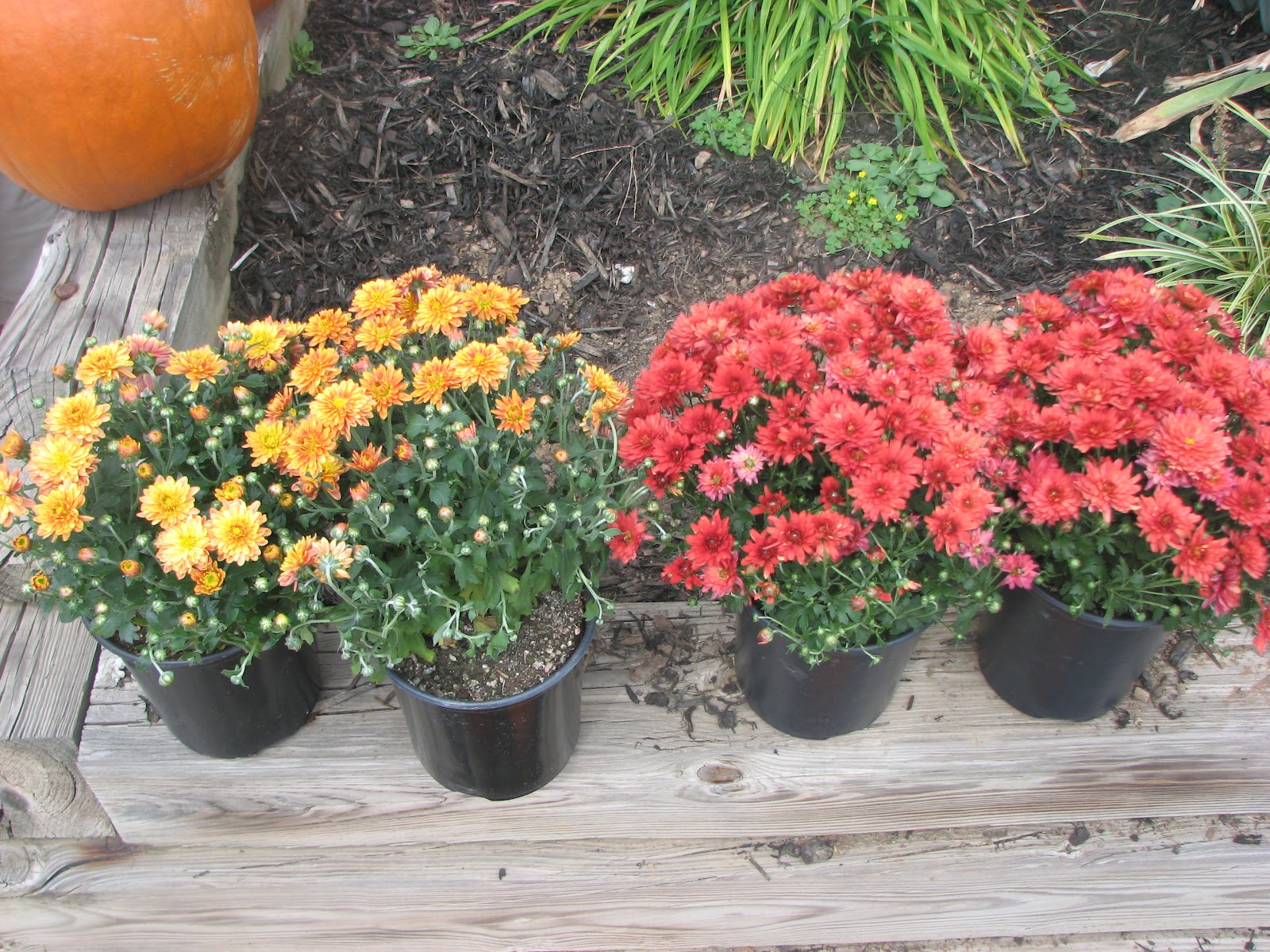 Apedaile 6: Pumpkin Mums