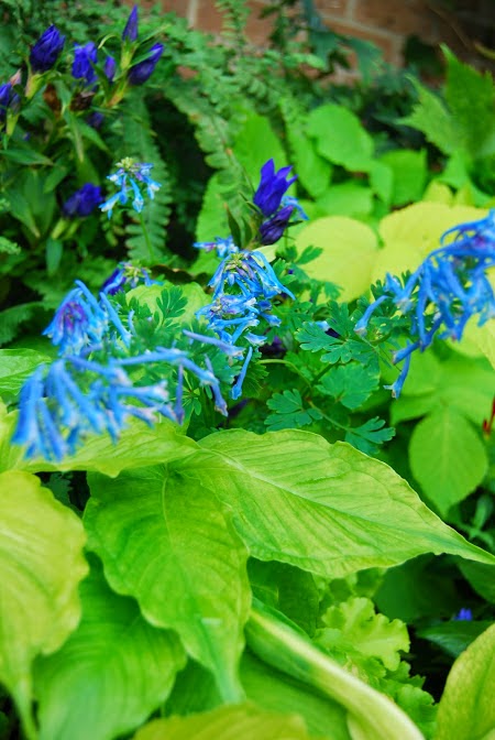 Reading With Teza: 'Designing and Planting A Woodland Garden: Plants ...