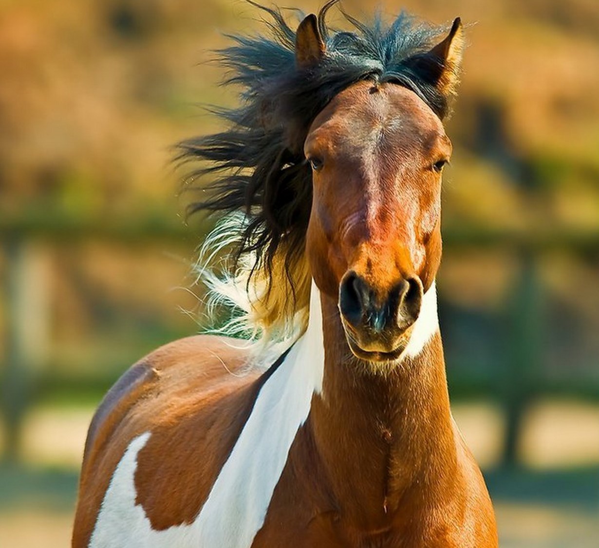 Pintura Moderna y Fotografía Artística : IMAGENES DE CABALLOS