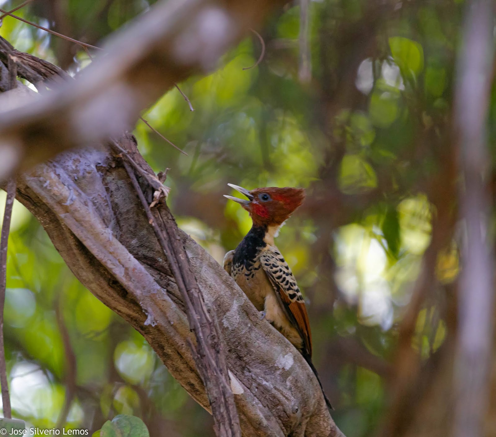 JORNAL DAS AVES e Peixes !: A História do Pica-Pau do Parnaíba, Celeus ...