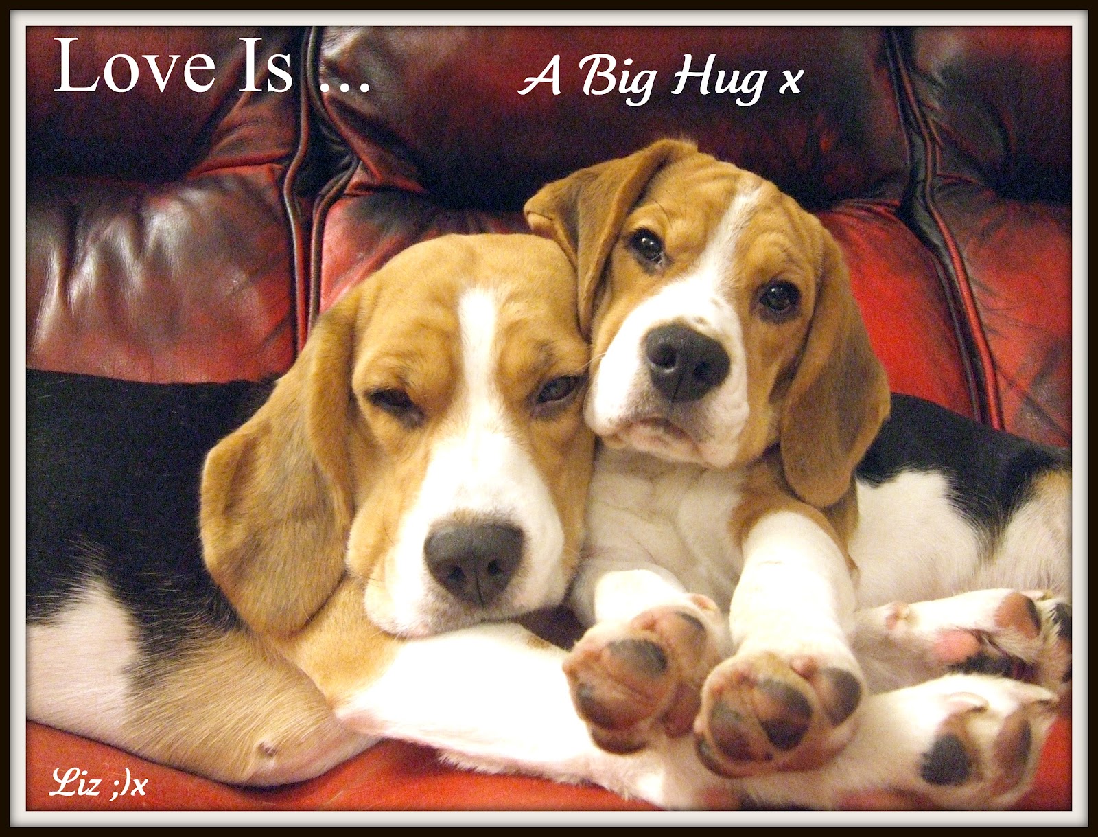 Love Is ... A Beagle A Border A Smile: Love Is ... Best Friends