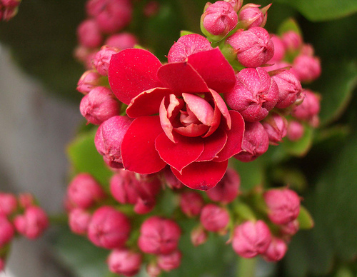 Kalanchoe - Flowers