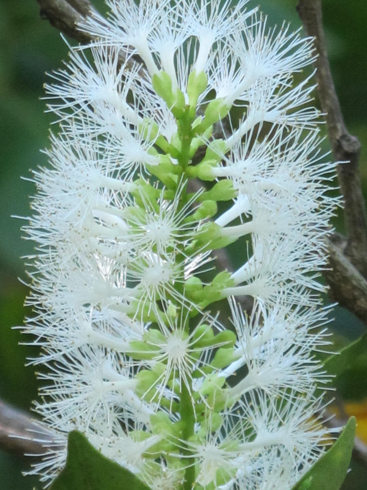 Fabaceae - Leguminosae no Brasil: Mimosoid clade (Leguminosae ...