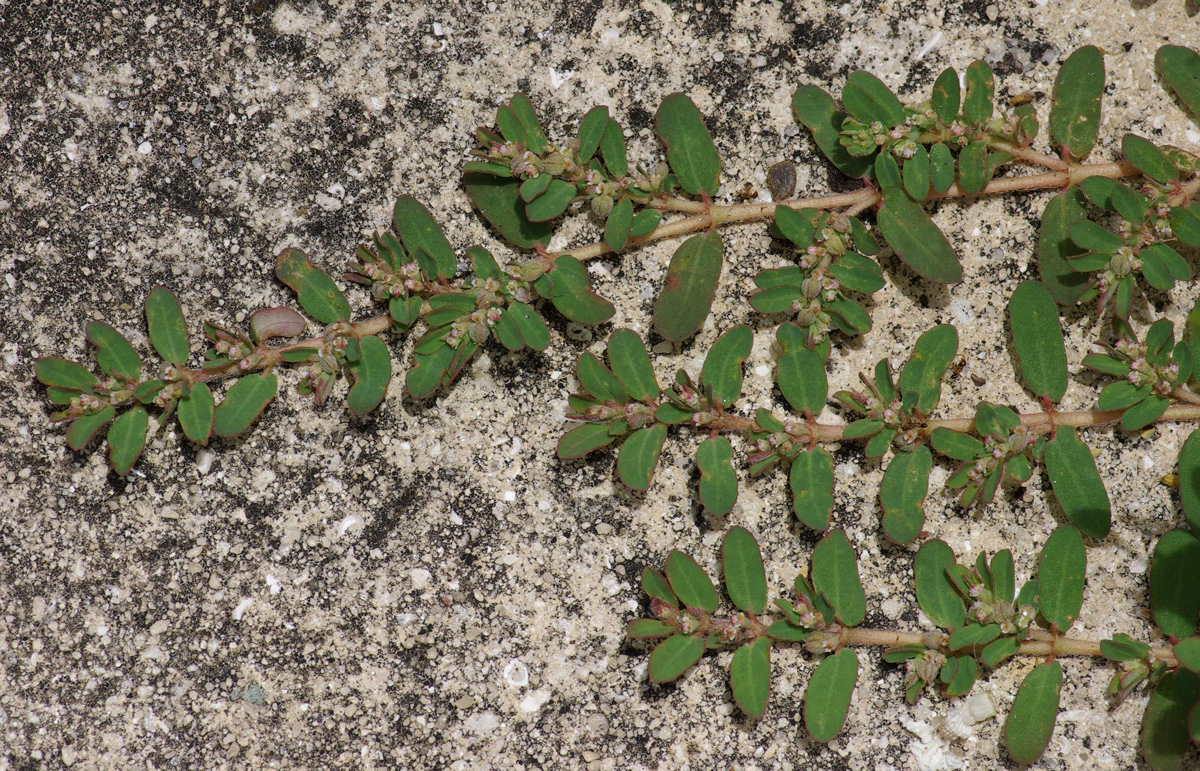 Euphorbia Serpyllifolia Thymeleaf Sandmat