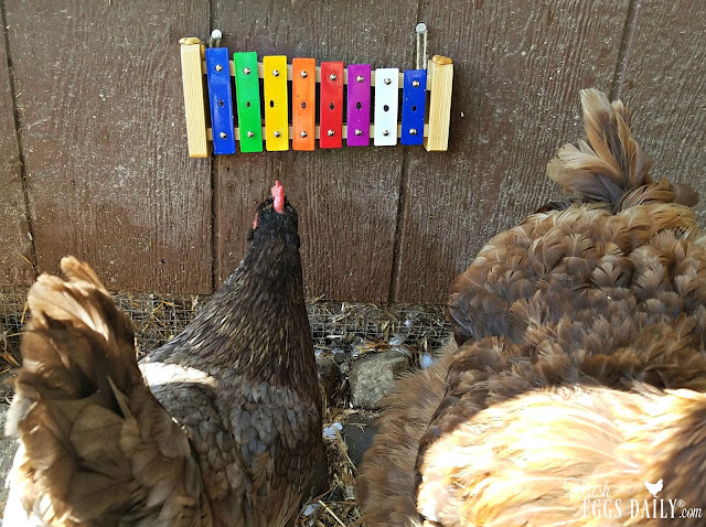 Can You Train a Chicken to Play the Xylophone? - Fresh Eggs Daily®