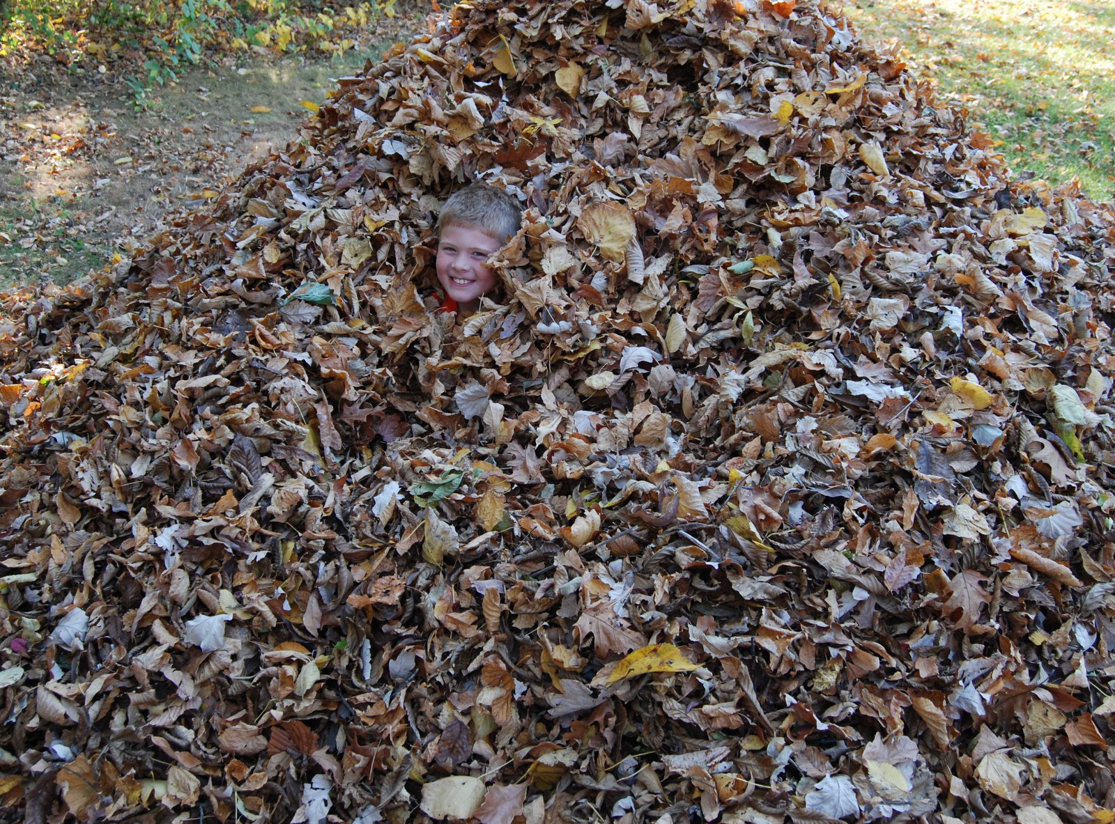 a blonde and 3 boys: Biggest Leaf Pile..EVER!