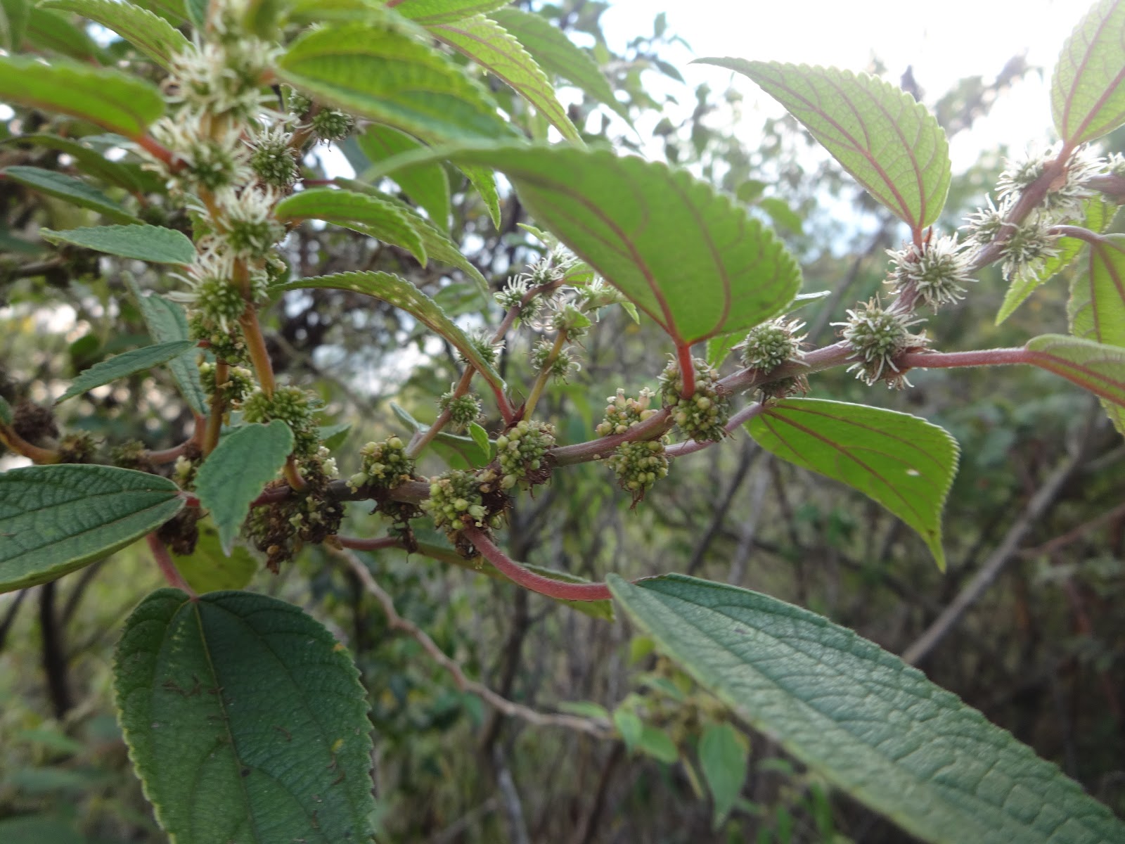 Herbs from Distant Lands: Pipturus spp. - Mamaki Tea, Handalamay, Armwe ...
