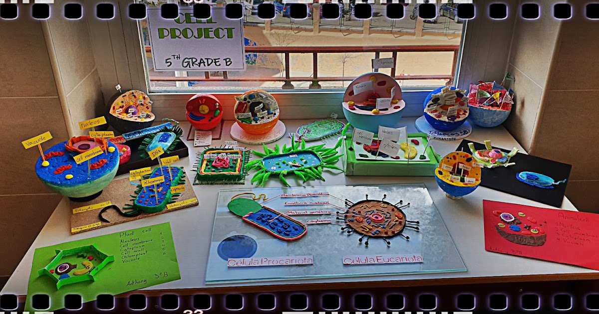 CEIP. AMADOR DE LOS RÍOS: CELL PROJECT 5th GRADE B