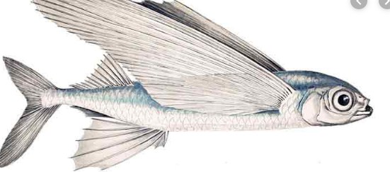 MENGENAL IKAN TERBANG ATAU IKAN TORANI - IKAN DAN LAUT