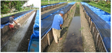 Cara Berternak Cacing Sutra bagian 5 ~ Portal SiapTernak