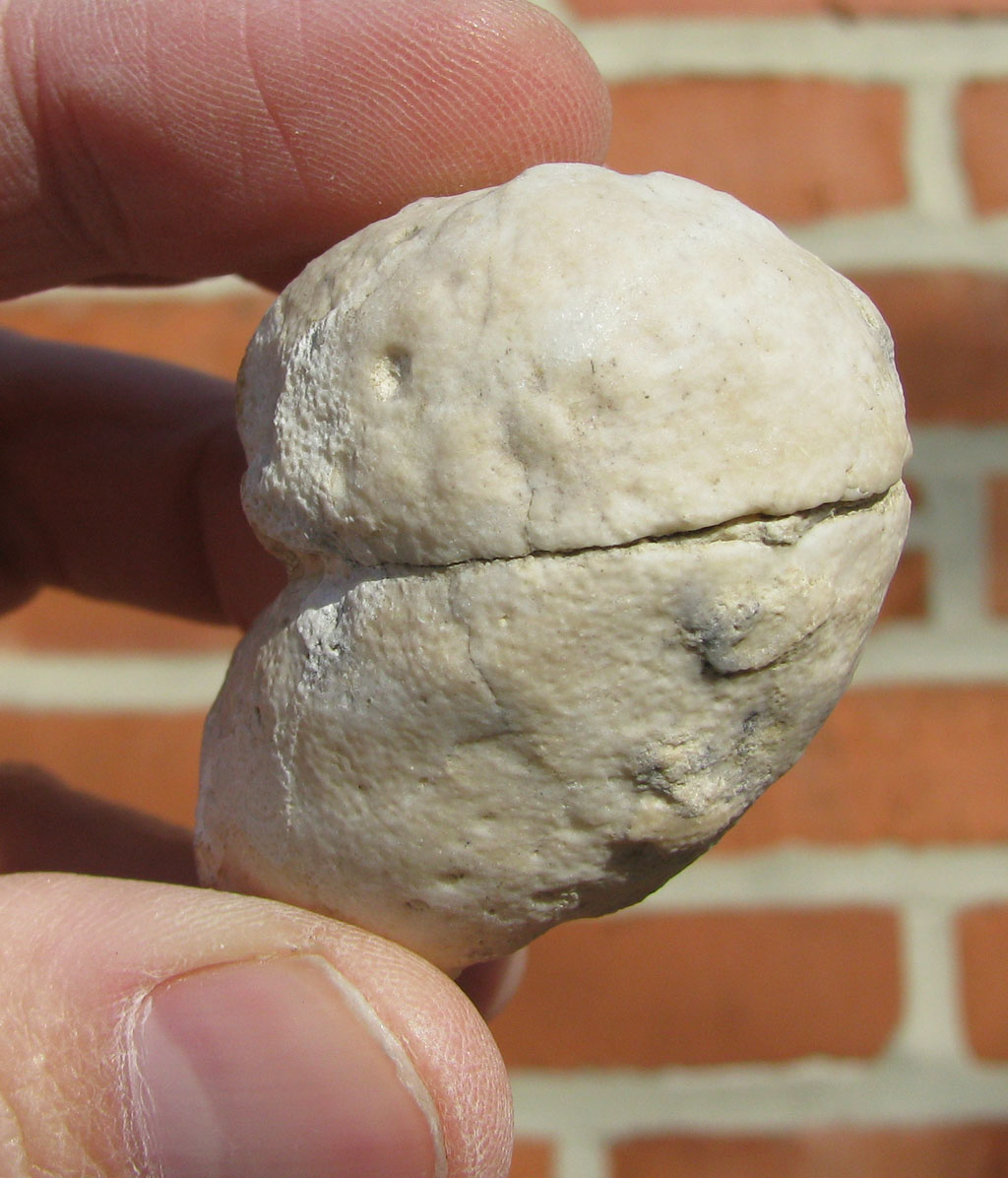 Views of the Mahantango: Diceras arietinum pelcypod from France