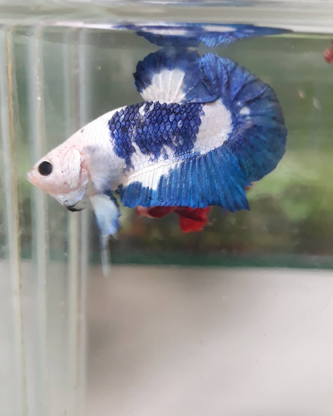 The Great Blue Panda Line Blue Rim Plakat Tail Betta Fish