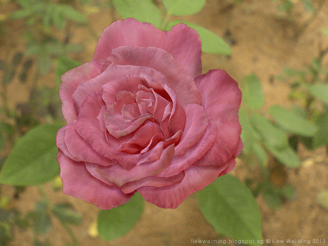 Liew Wai Ming Digital Arts: ZBrush Organic Model: The Pink Rose