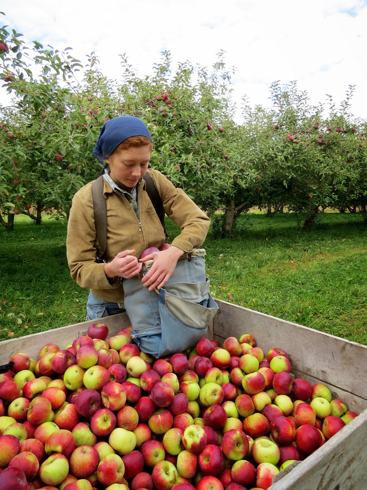 Liberty or Death: How to Pick Apples Like a Pro