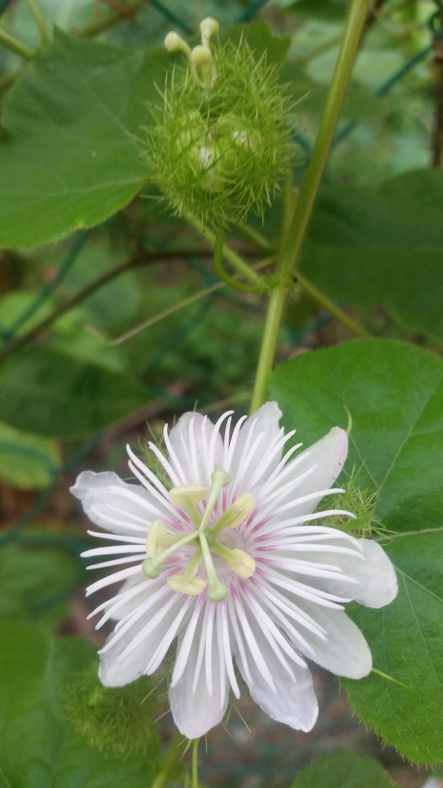 Warisan Petani: WW 115 : Bunga Letup-letup Ulat Bulu