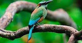 EL GUARDABARRANCO AVE NACIONAL