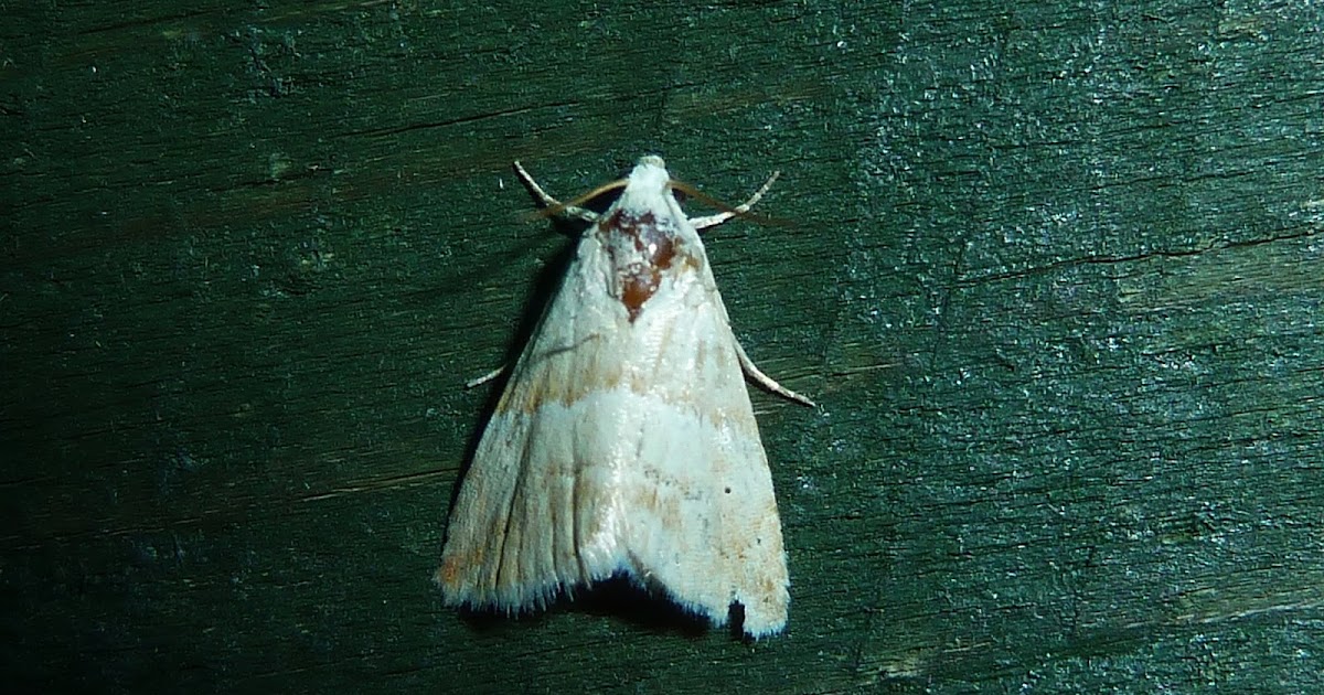 MOTHS ...WE ARE THE CAMPIONS: Small Marbled is added to Bedfordshire VC30