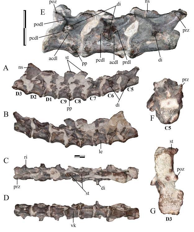 Species New to Science: [Paleontology • 2021] New Specimens provide ...