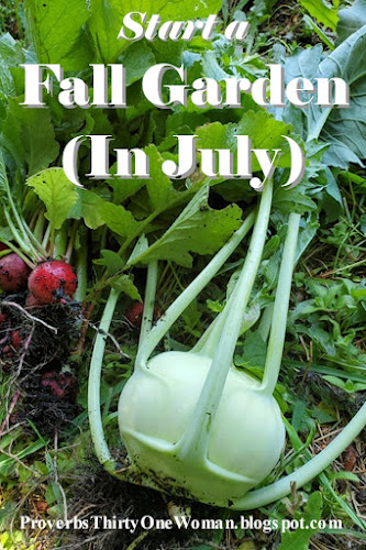 How to Start a Fall Garden - in July - Proverbs 31 Homestead