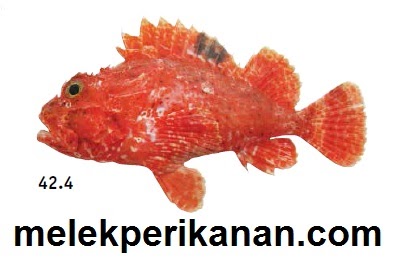 Ikan Lepu Karang Atau Western Scorpionfish (Scorpaena onaria ...